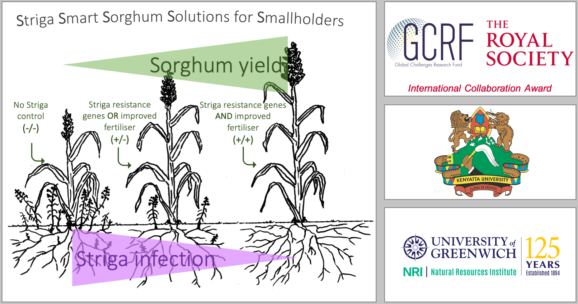 New project focussing in Striga resistance enhancing plant nutrition of ...