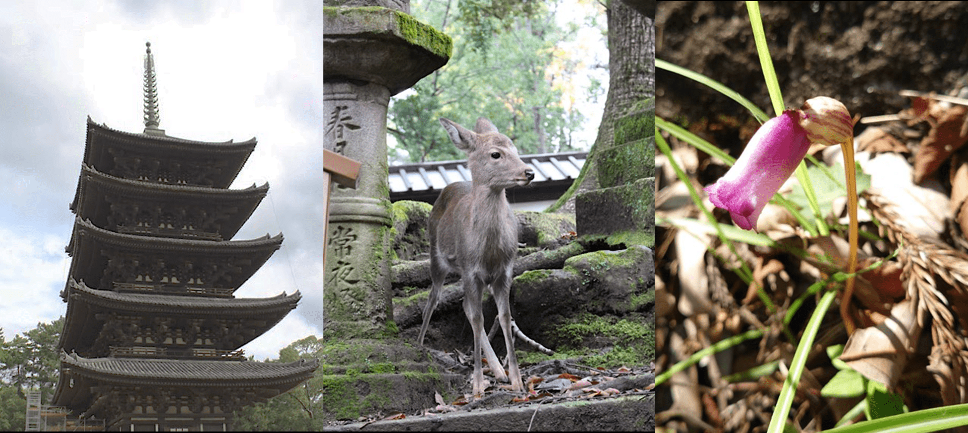The 17th World Congress on Parasitic Plants, 3–7 June 2024, Nara, Japan ...