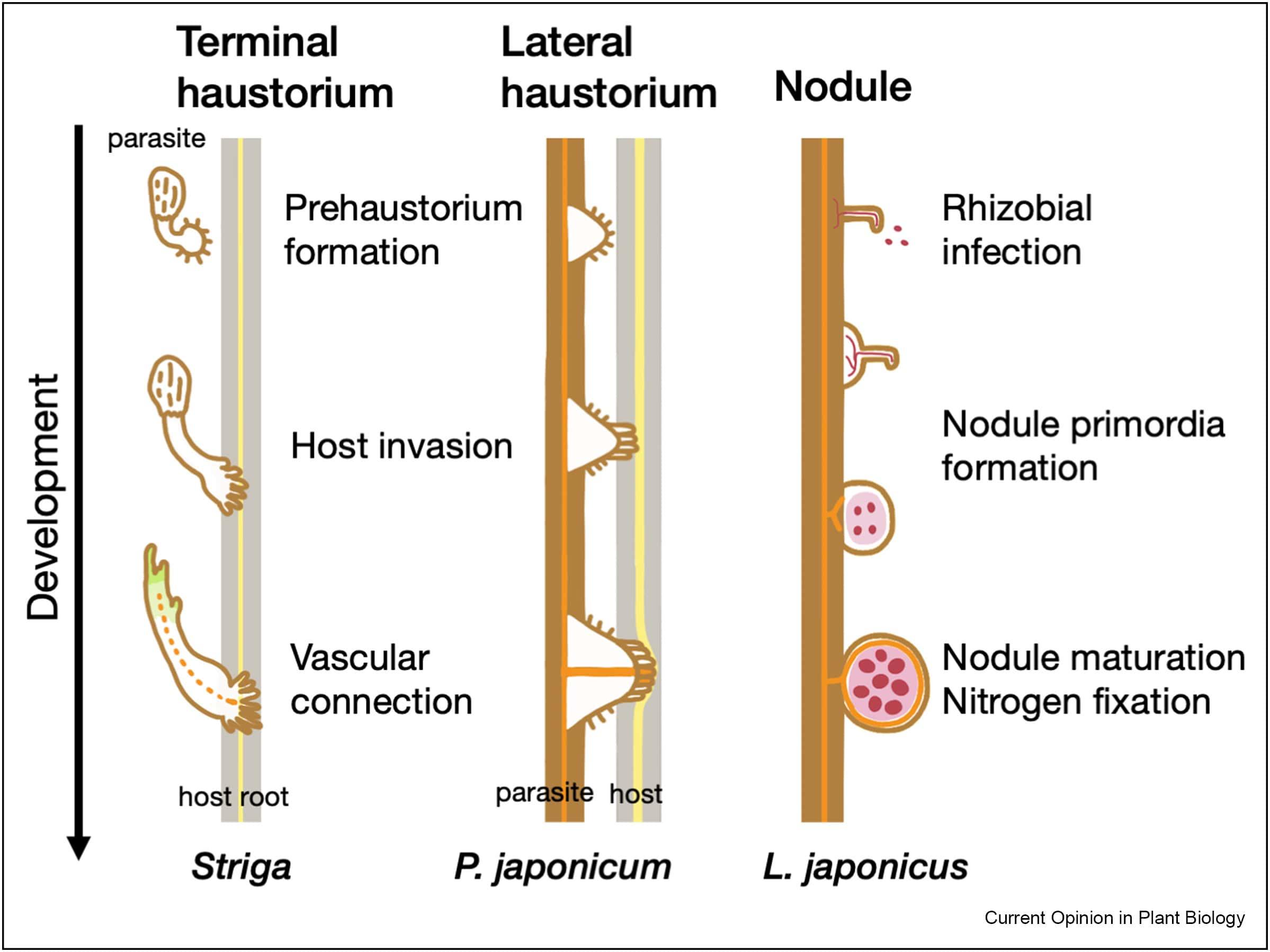 (Review article) Developing for nutrient uptake: Induced organogenesis ...