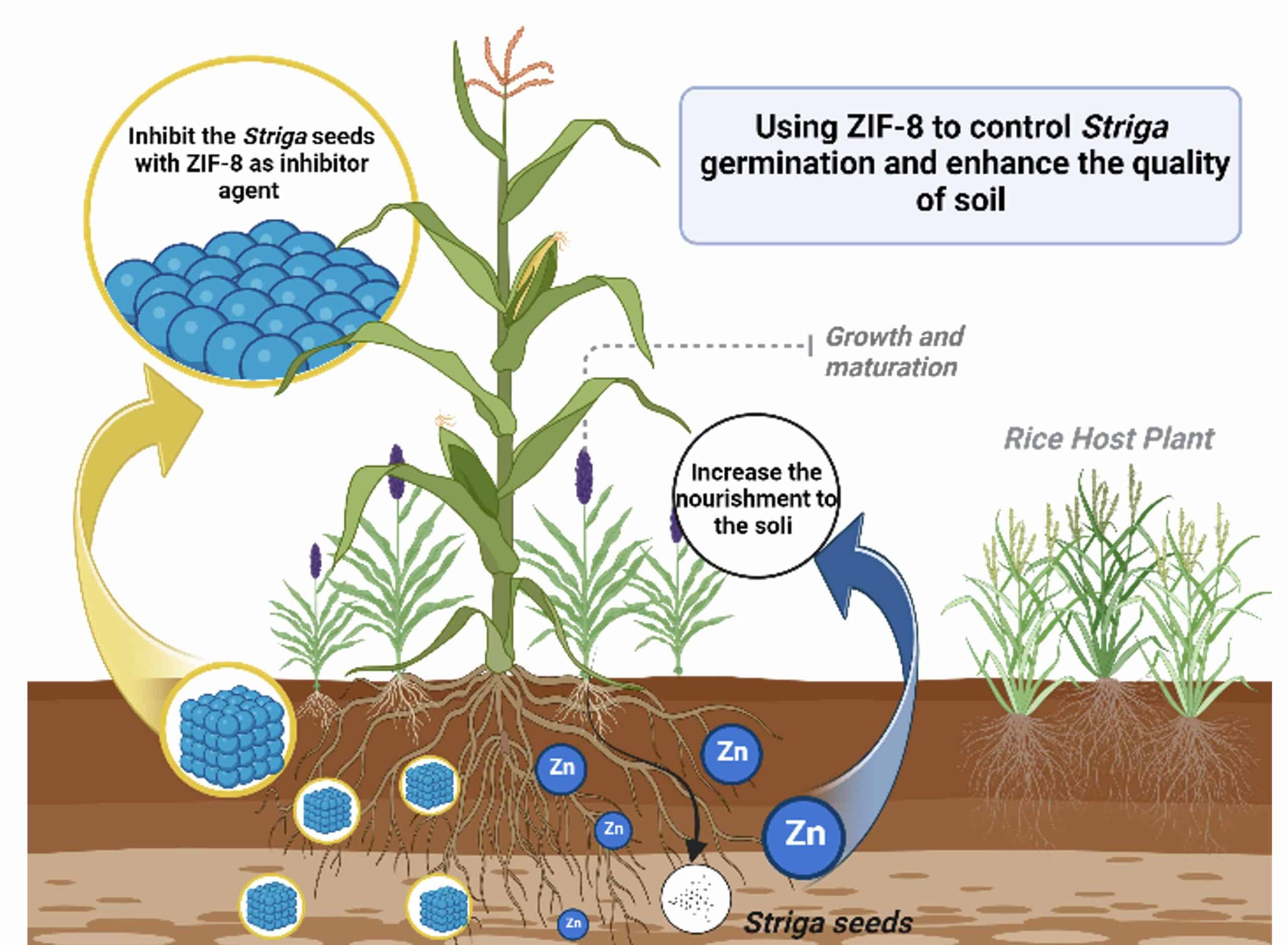 Inhibition of the Germination of Root Parasitic Plants by Zeolitic ...